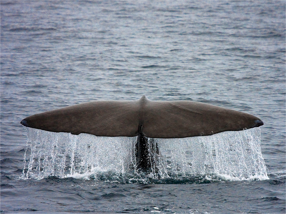 040 - Pottwal geht auf Tauchstation... Foto & Bild | tiere, wildlife ...