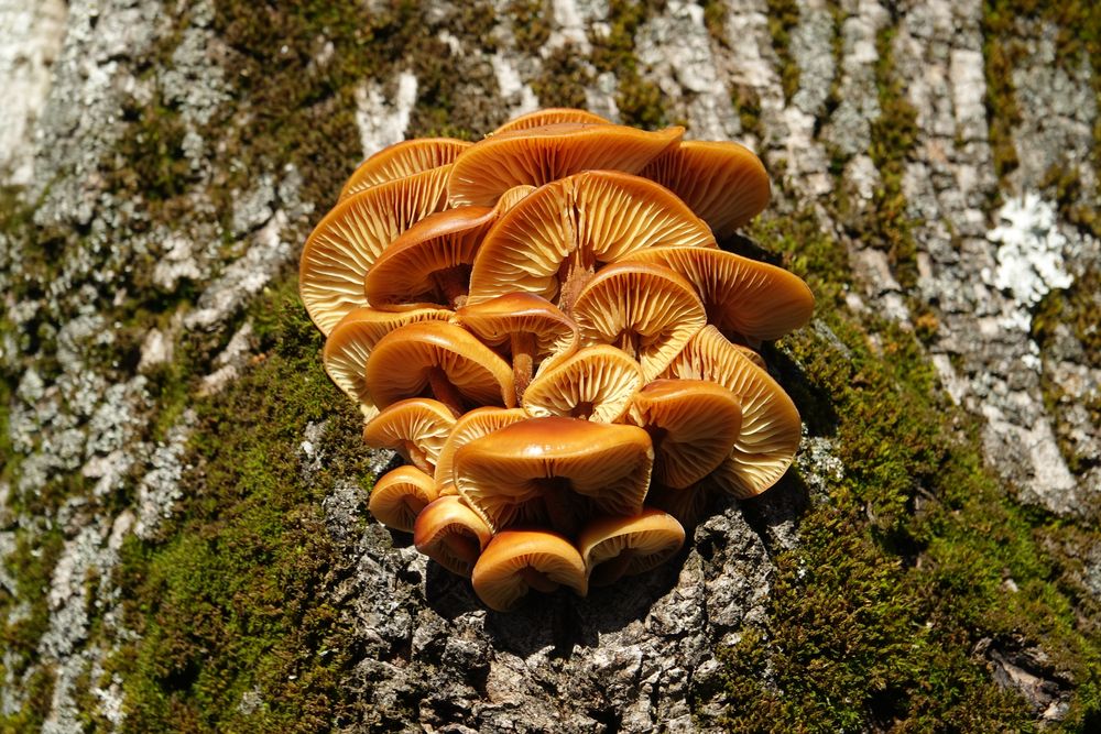 04022019 Baumpilz DSC09659 Foto & Bild | natur Bilder auf fotocommunity