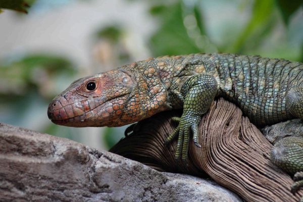 Reptilien Bilder & Fotos