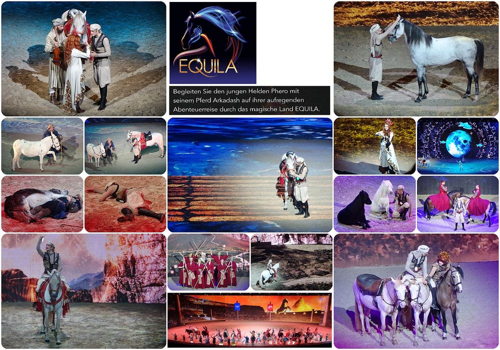 (06 Oktober) EQUILA Foto & Bild | pferde, equila, pferdeshoq Bilder auf ...