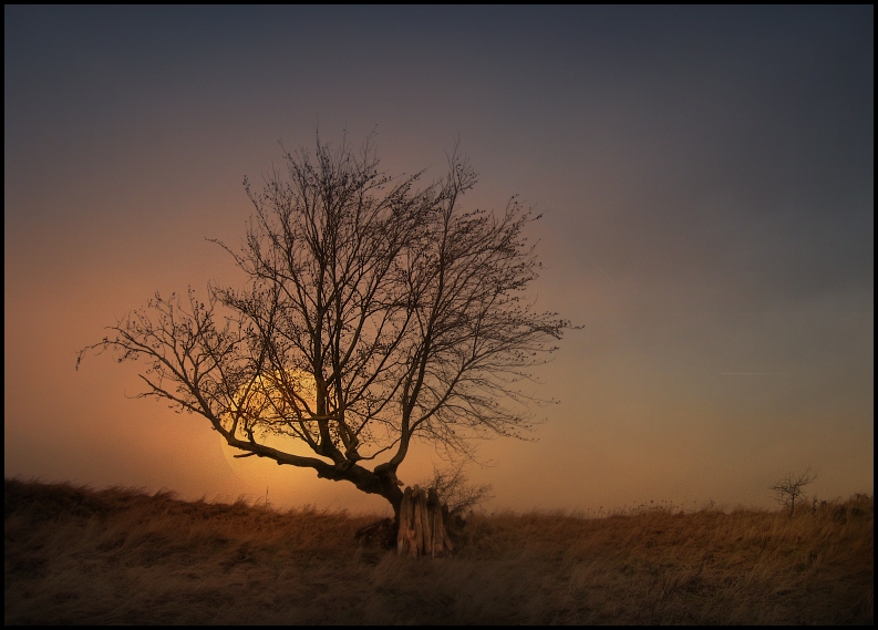 Foto & Bild | fotomontage, landschaften, baum Bilder auf fotocommunity
