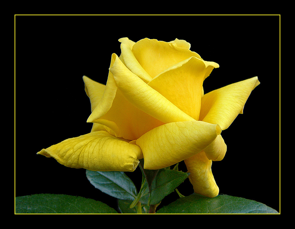 091 ROSA GIALLA Foto % Immagini| piante, fiori e funghi, fiori, natura ...