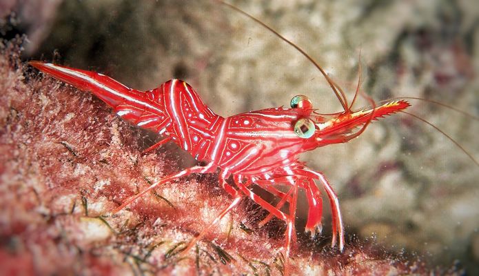 Krebse Bilder & Fotos