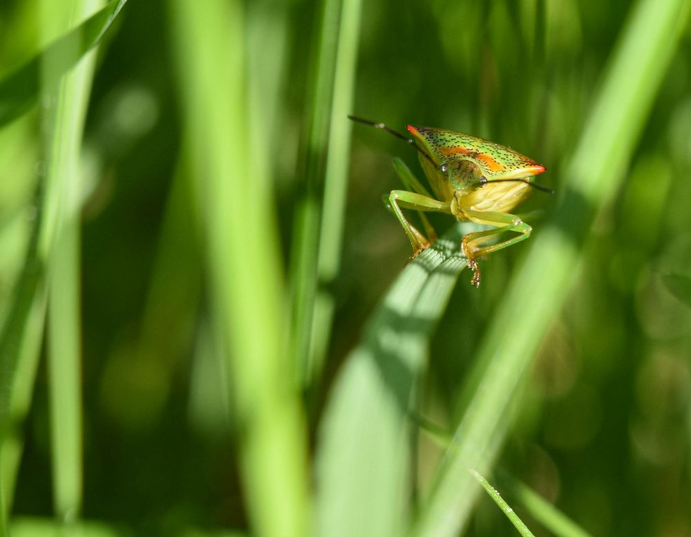 Foto & Bild | natur, insekten, tiere Bilder auf fotocommunity