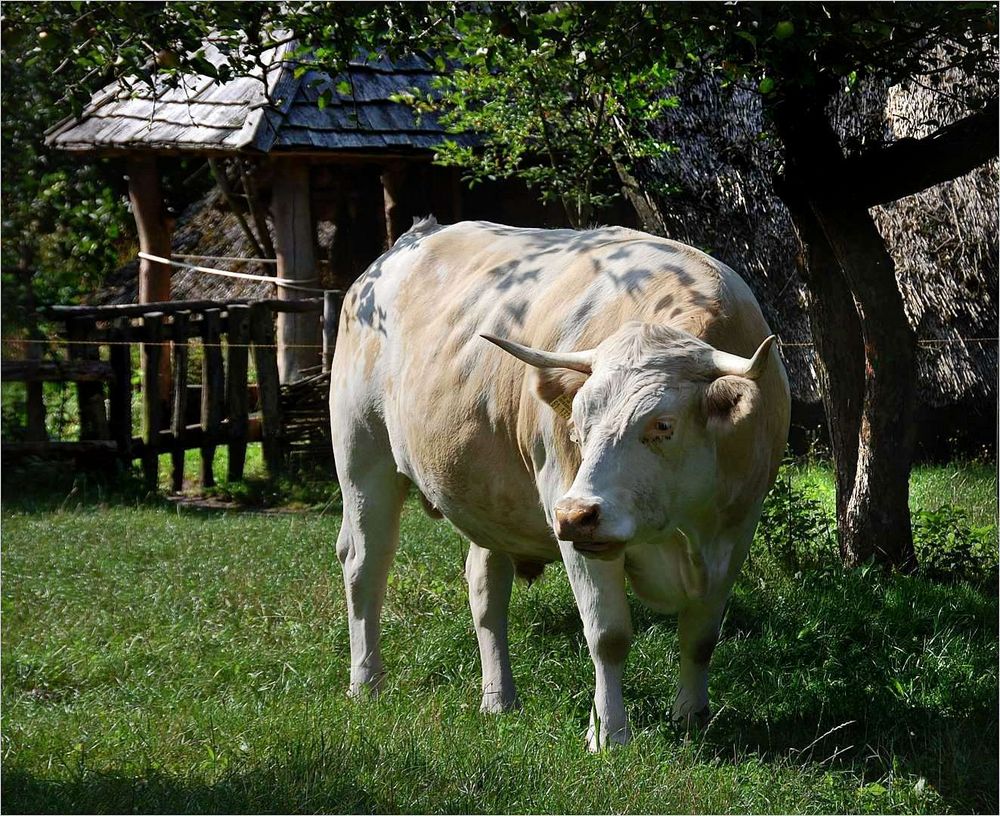 0chsentour Foto & Bild | sommer, natur, ochse Bilder auf fotocommunity