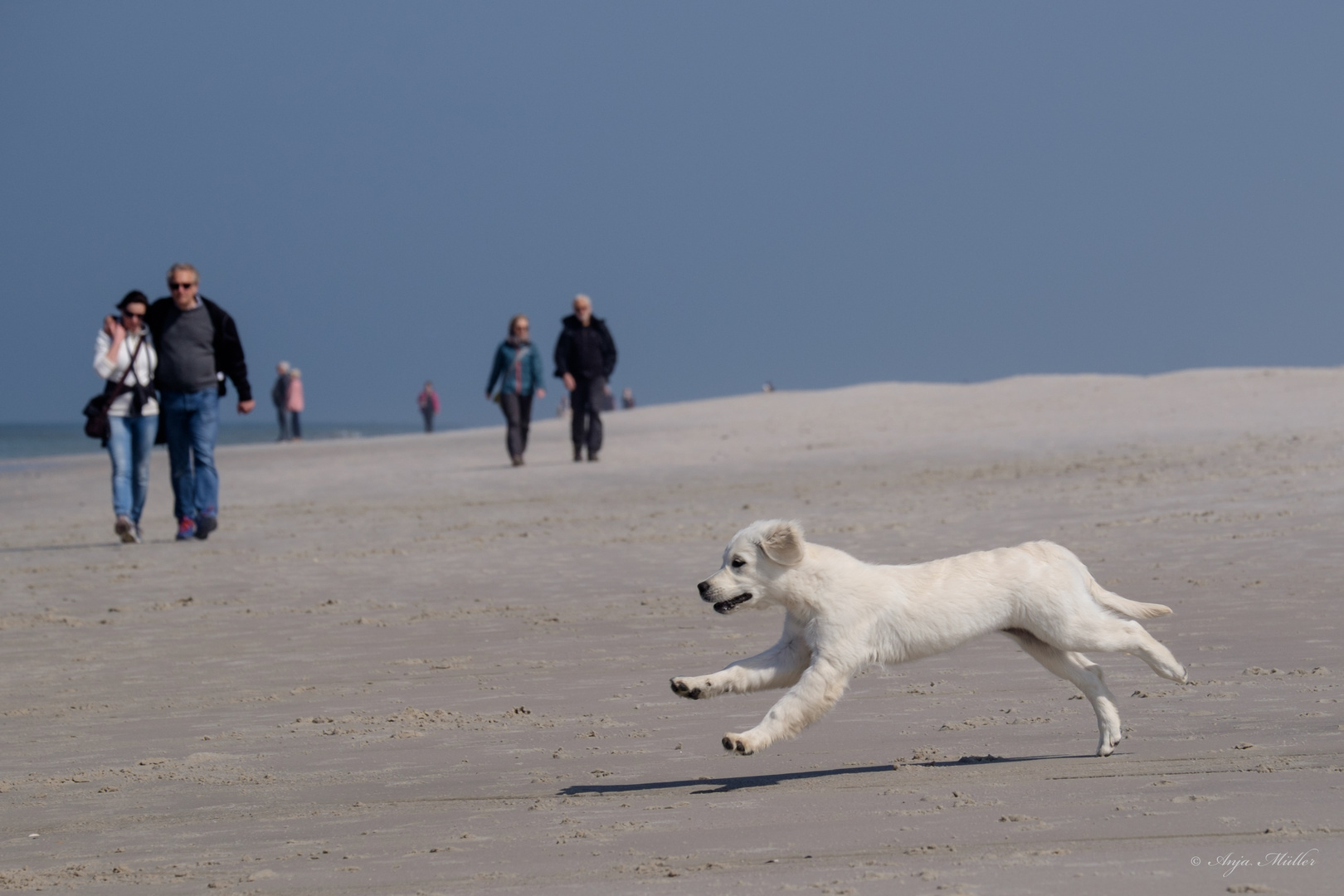 1 2 3 Im Sauseschritt Foto Bild Urlaub Wasser Hunde Bilder 1-2-3-im-sauseschritt-foto-bild-urlaub-wasser-hunde-bilder
