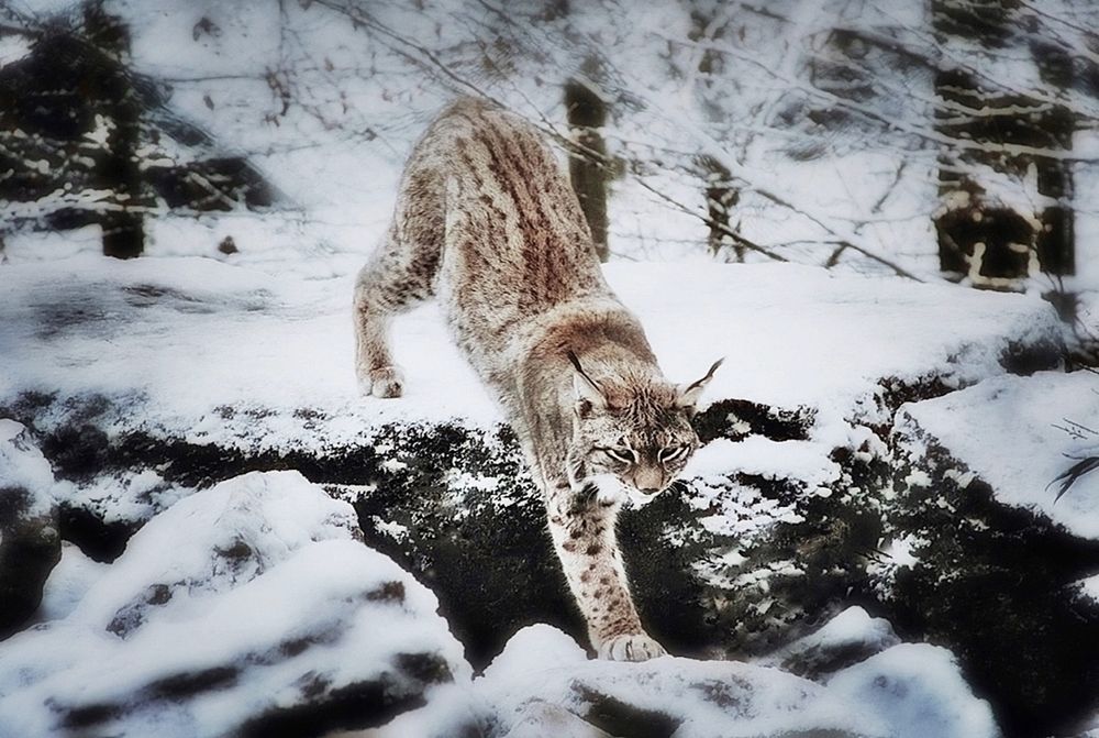 1. April 2022 Schnee in unserem Tierpark Foto & Bild | frühling, natur ...