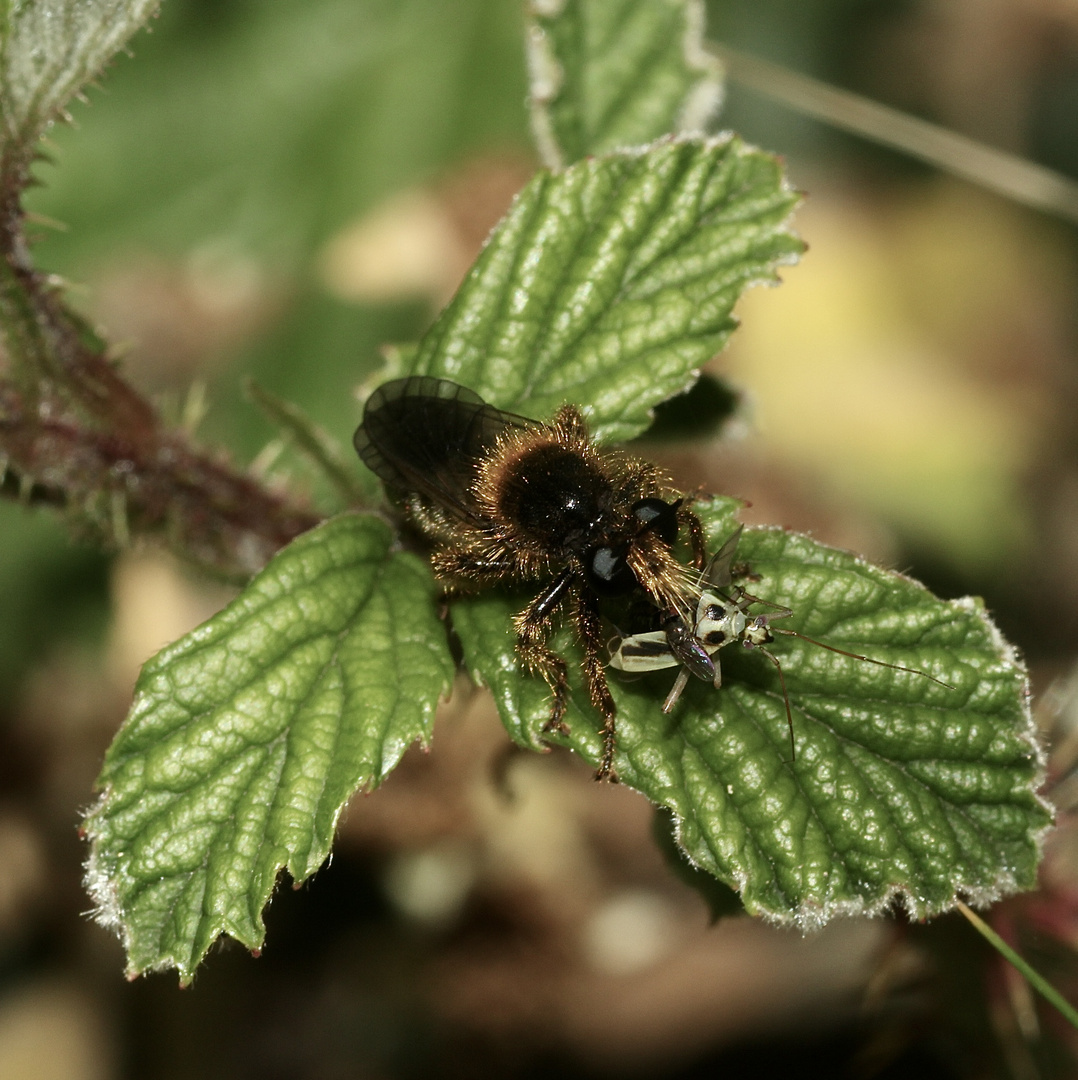 (1) Das einzige, was ich hier bestimmen konnte, war die arme Wanze ...