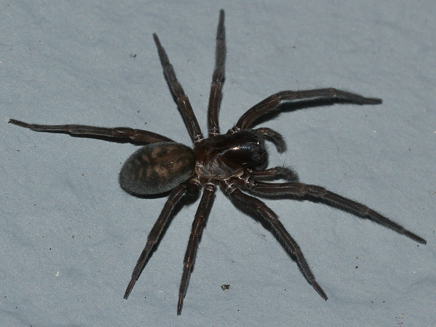 (1) Die Keller-(Finster-)Spinne (Amaurobius ferox) - ... Foto & Bild ...