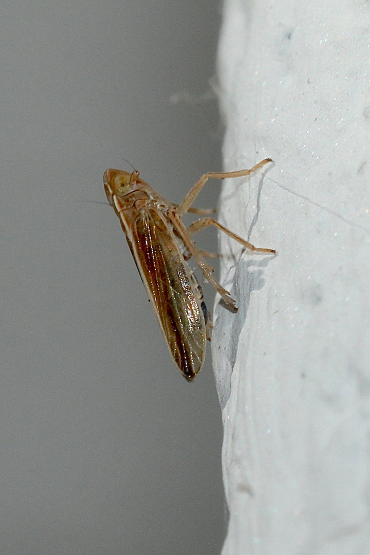 (1) Die Knaulgras-Spornzikade (Stenocranus minutus) ... Foto & Bild ...