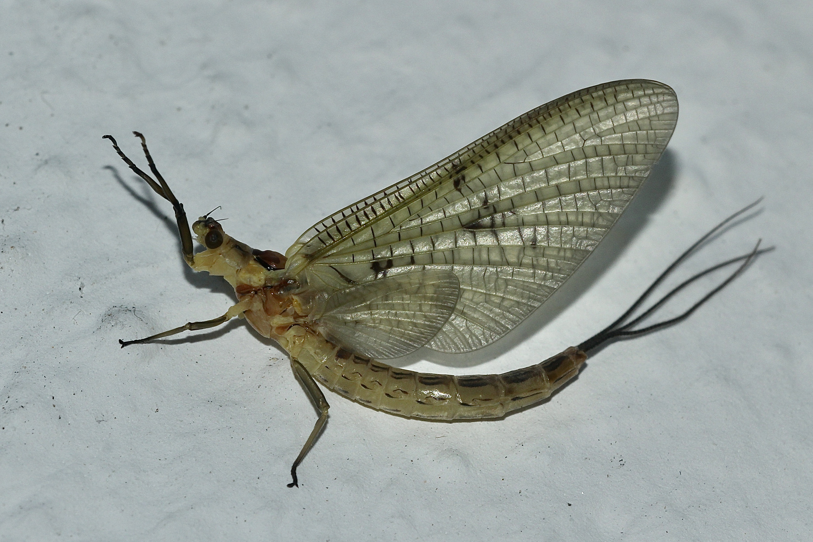 (1) Die Subimago der Eintagsfliege Ephemera (cf.) danica aus der ...