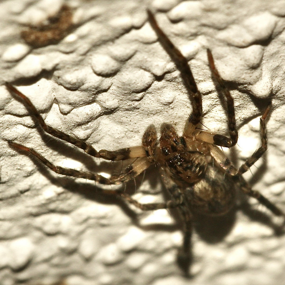 (1) Die Vierfleck-Zartspinne (Anyphaena accentuata) ... Foto & Bild ...