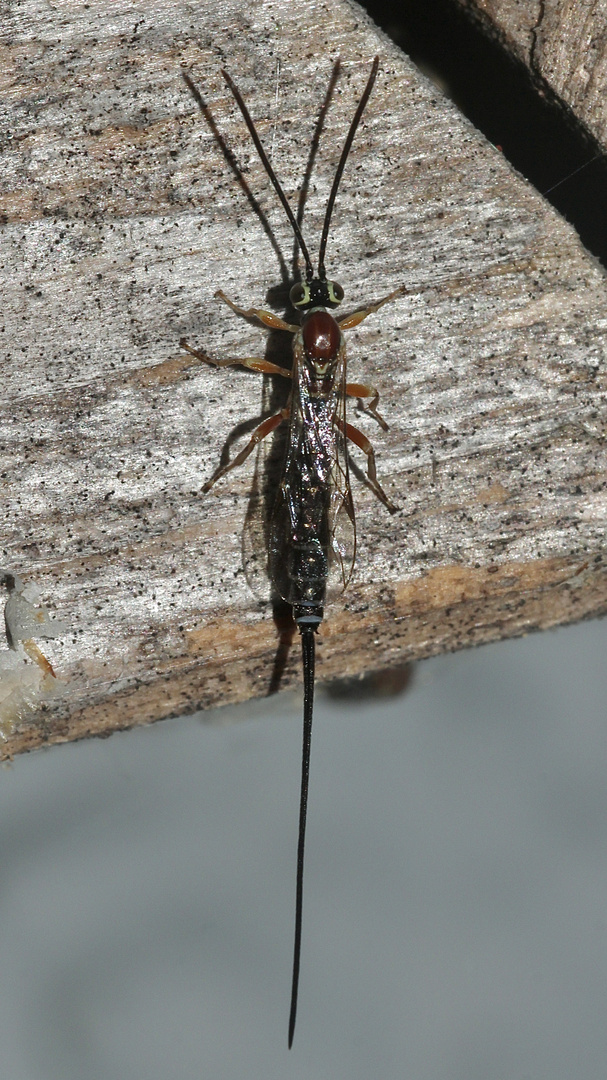 (1) Eine hübsche Schlupfwespe: Perithous septemcinctorius Foto & Bild ...