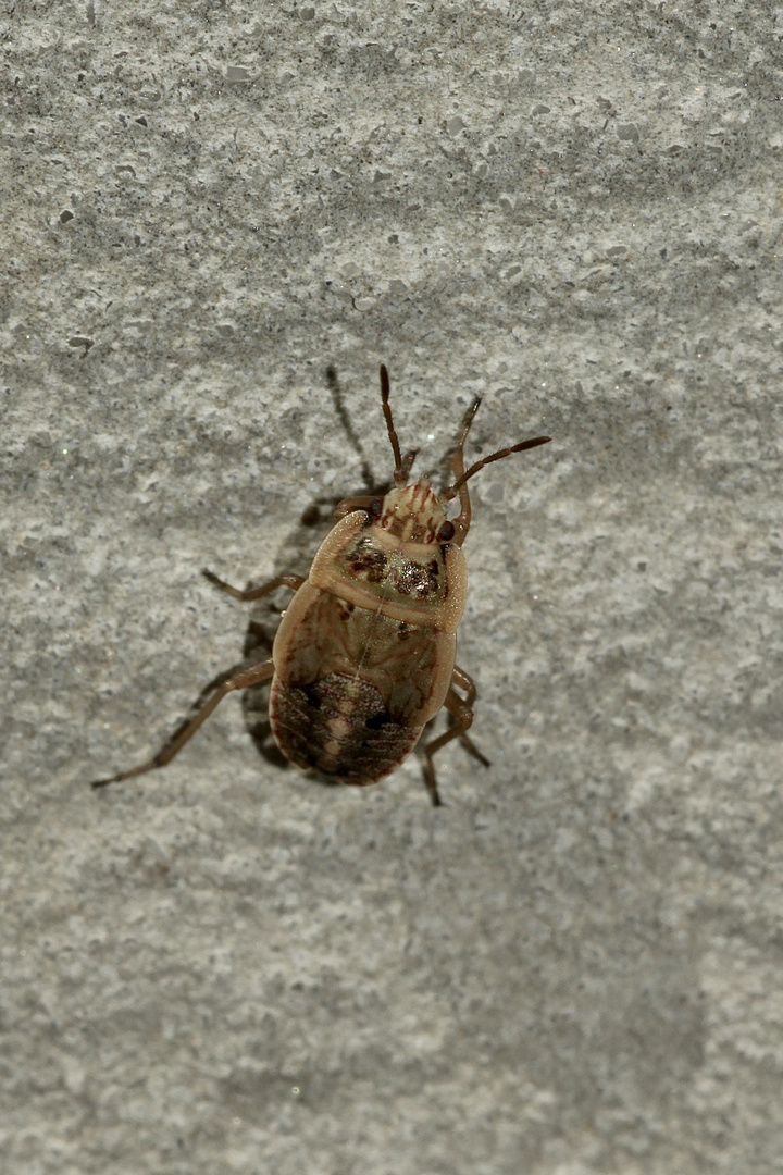 (1) Emblethis verbasci, eine Wanze aus der Familie der Rhypalochromidae ...