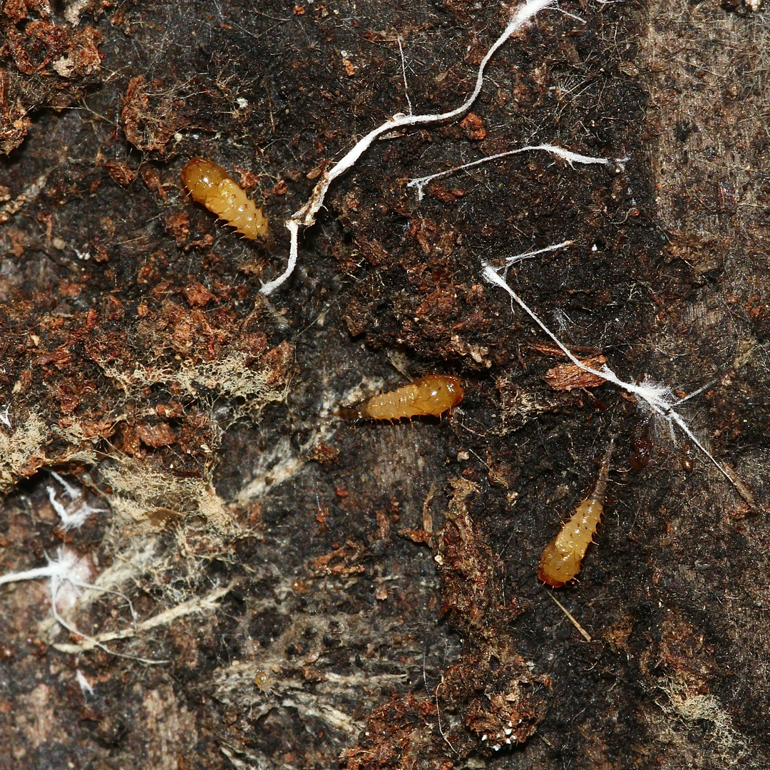 (1) GNITZEN! Foto & Bild | wald, natur, totholz Bilder auf fotocommunity