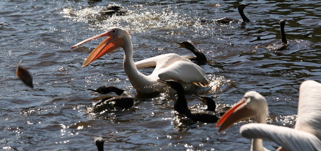 1: Hey, der Fisch ist für mich !!!!!! Foto & Bild | tierwelt, natur ...