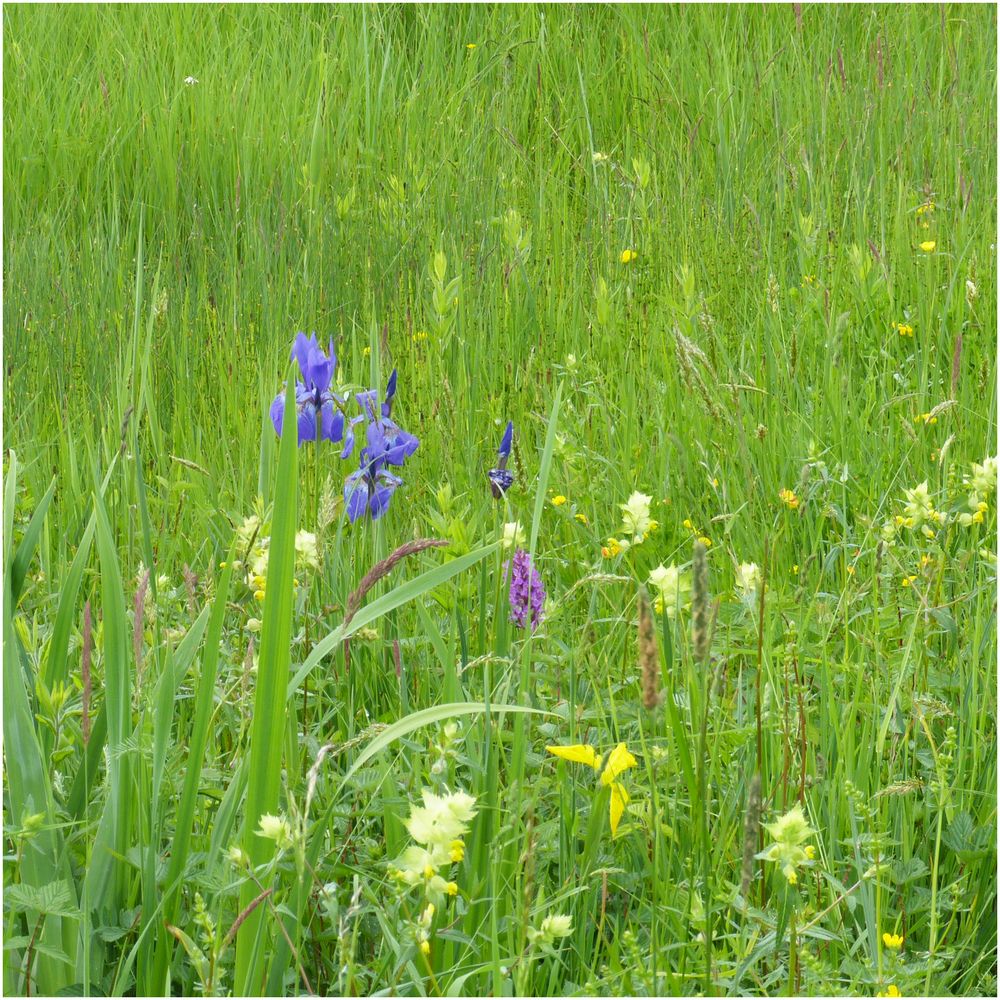 1 m2 Foto & Bild | frühling, natur, pflanzen Bilder auf fotocommunity