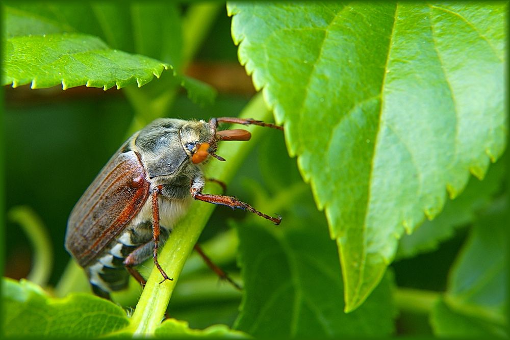 1. Mai - 1. Maikäfer Foto & Bild | makro, natur, insekten Bilder auf ...