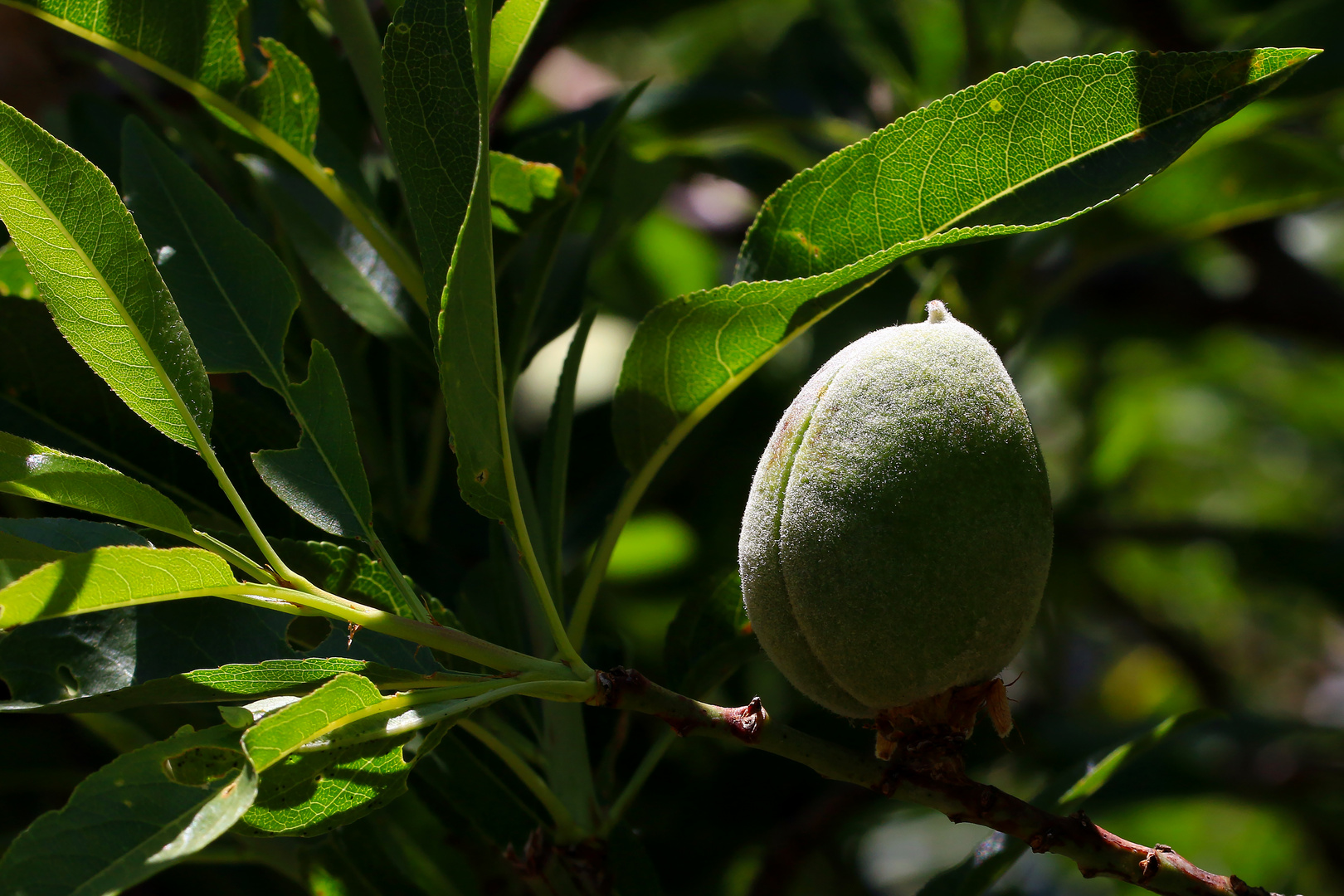 1 Mandelbaum Foto & Bild | makro, baum, griechenland Bilder auf ...