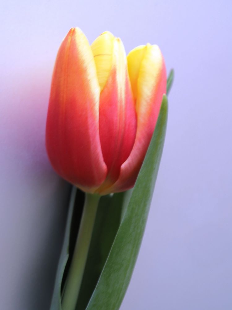 1 Tulpe Foto & Bild | natur, blüten, deutschland Bilder auf fotocommunity