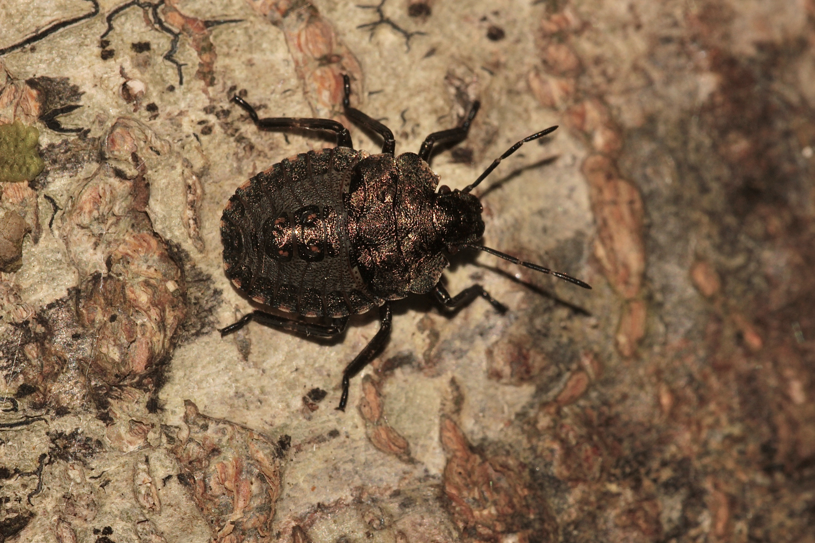 (10) Die Entwicklung der Rotbeinigen Baumwanze (Pentatoma rufipes) Foto ...