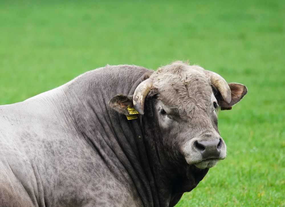 1000 kg. Foto & Bild | tiere, haustiere, nutztiere Bilder auf fotocommunity