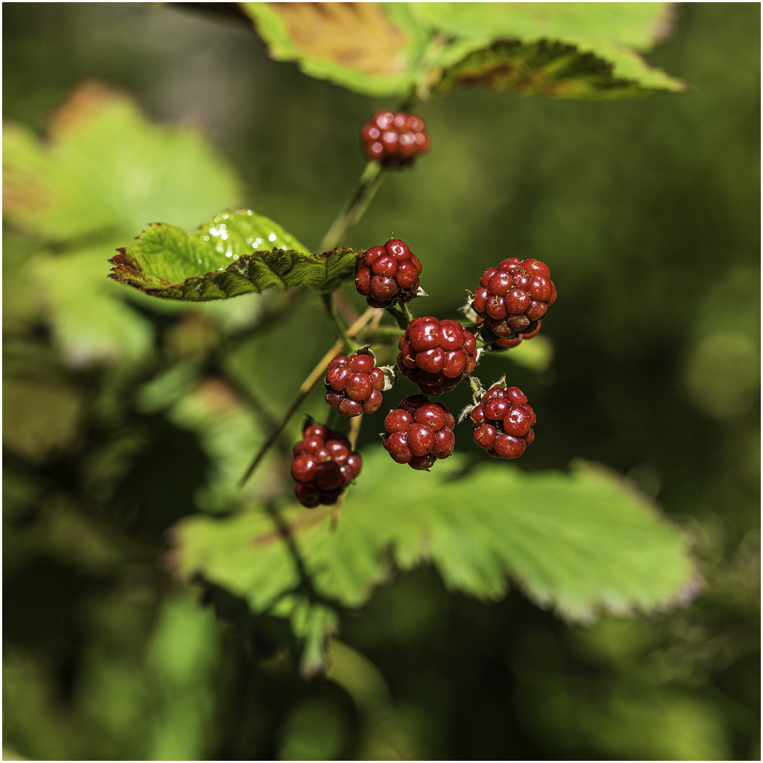 _1021519_Waldfrüchte_2_ Foto & Bild | landschaft, garten ...