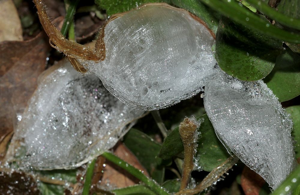 (11) Bandeis - Frostblume - ice flower - ice ribbons - ribbon ice ...