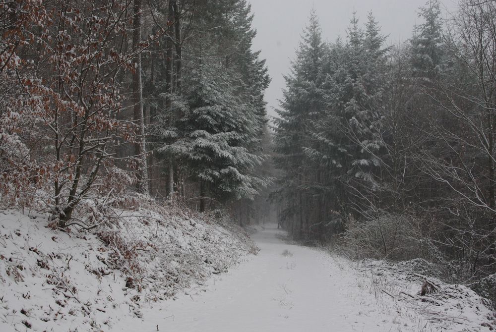 11. Januar Foto & Bild | landschaft, jahreszeiten, winter Bilder auf fotocommunity