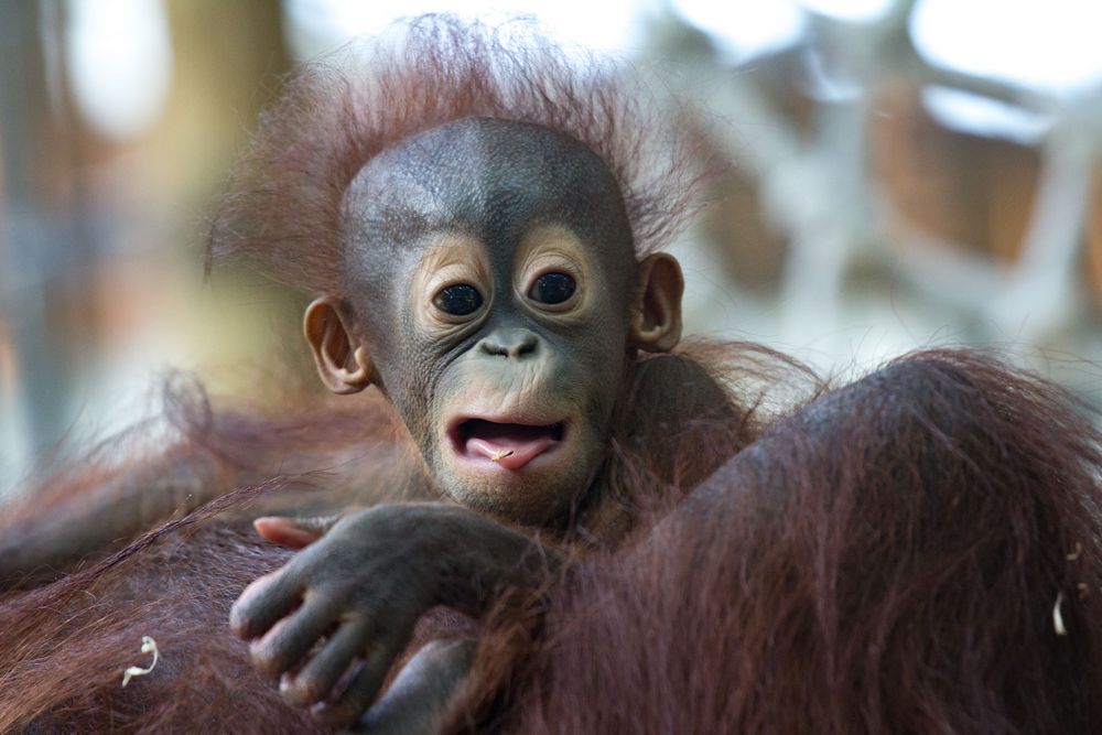 Foto & Bild | fotos, natur, affen Bilder auf fotocommunity