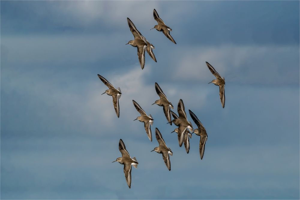 12 Alpis beim Formationsflug ..... Foto & Bild | tiere, wildlife, wild ...