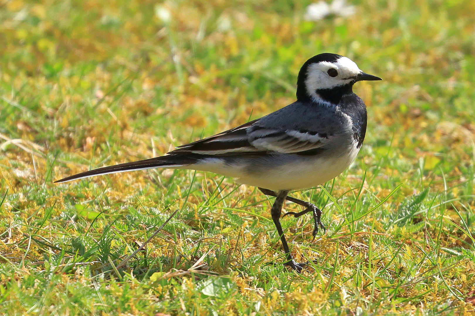 1+2 und hoch das Bein Foto & Bild | tiere, wildlife, wild lebende vögel ... 1+2 und hoch das Bein Foto & Bild | tiere, wildlife, wild lebende vögel ...