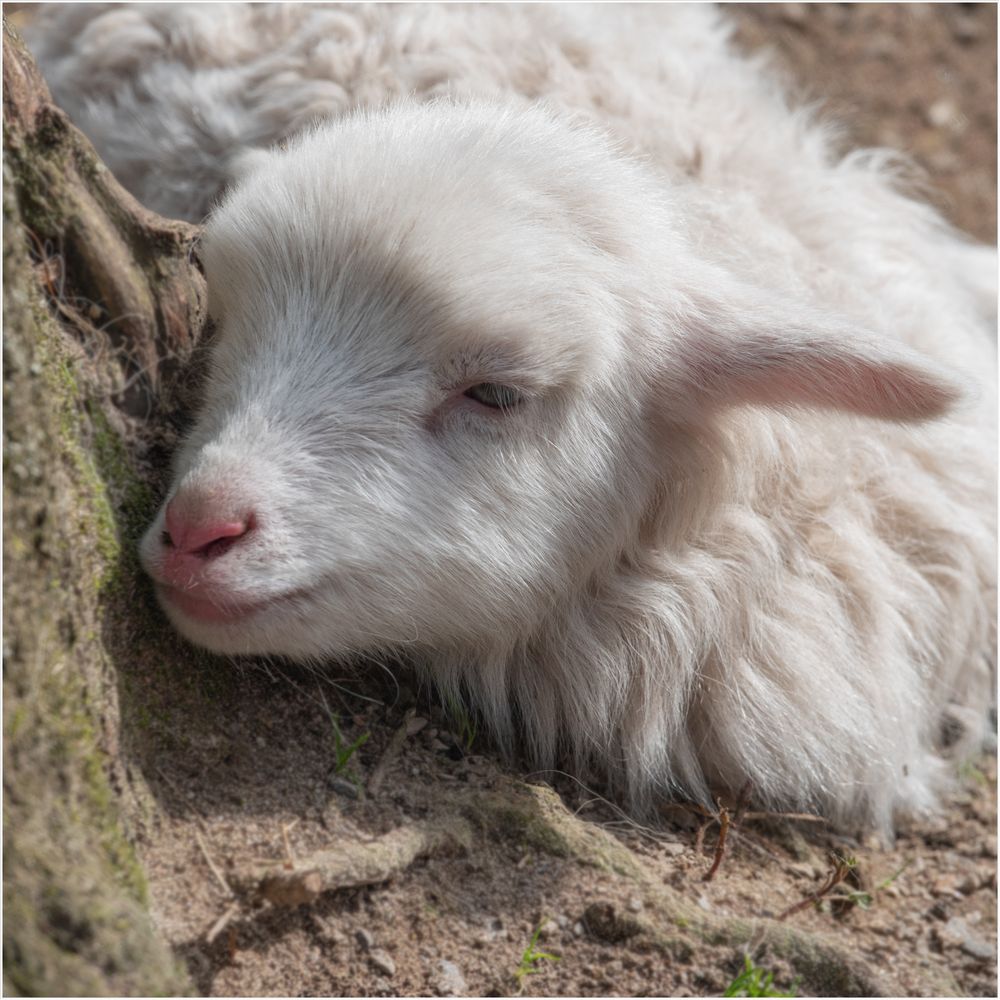 1246 ... Lamm ... Foto & Bild | spezial, ostern, natur Bilder auf ...