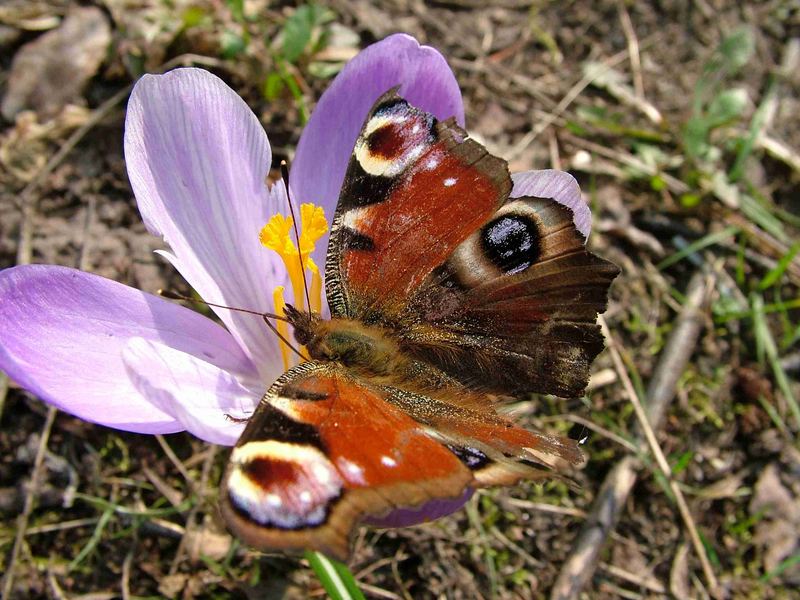 fotocommunity Portfolio von Peter Kotowski