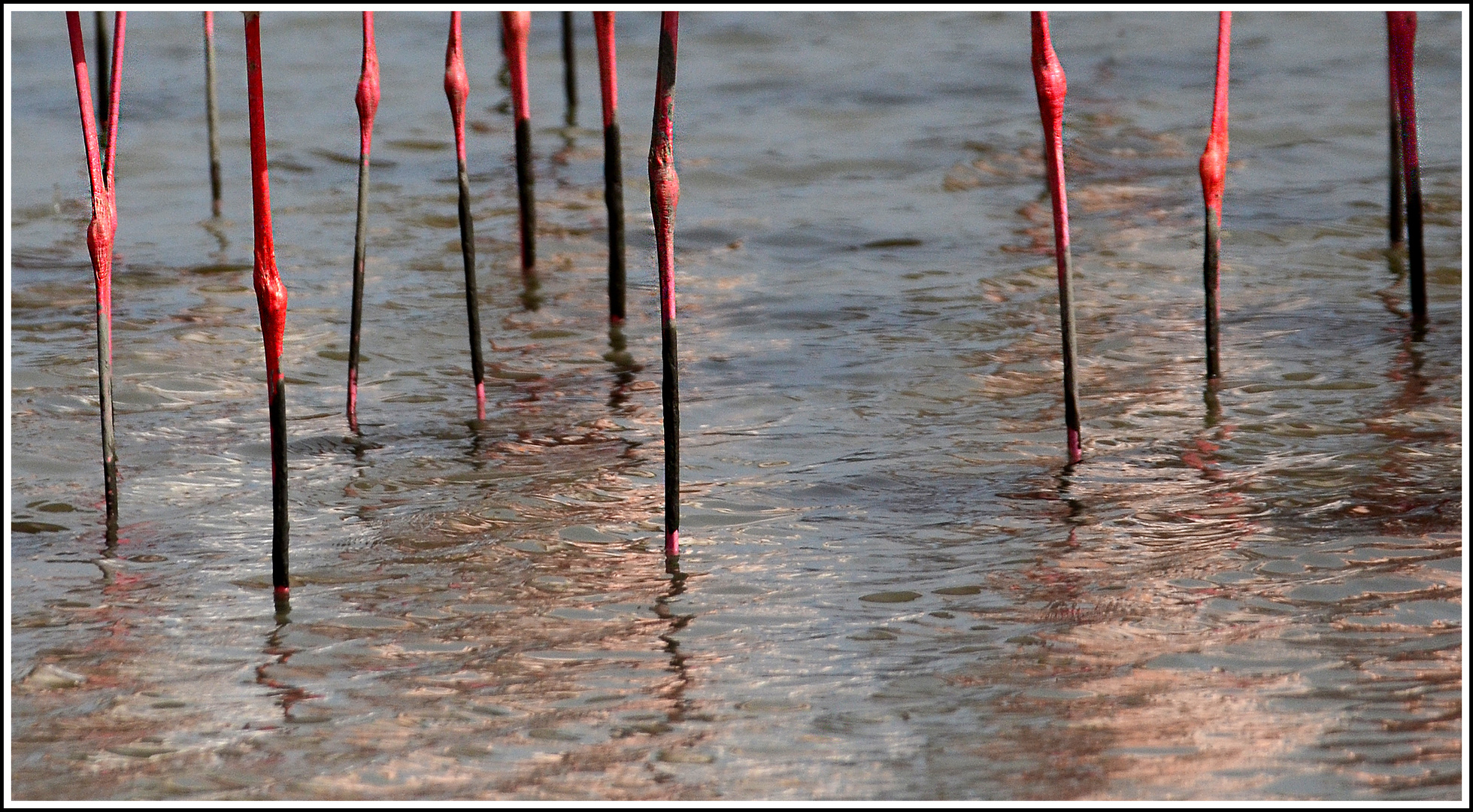 13 Flamingos Foto & Bild | wasser, natur, landschaft Bilder auf ...