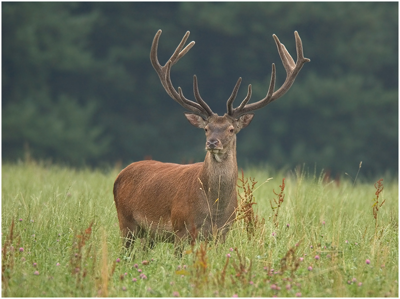 14-Ender Wildlife Foto & Bild | tiere, wildlife, säugetiere Bilder auf ...