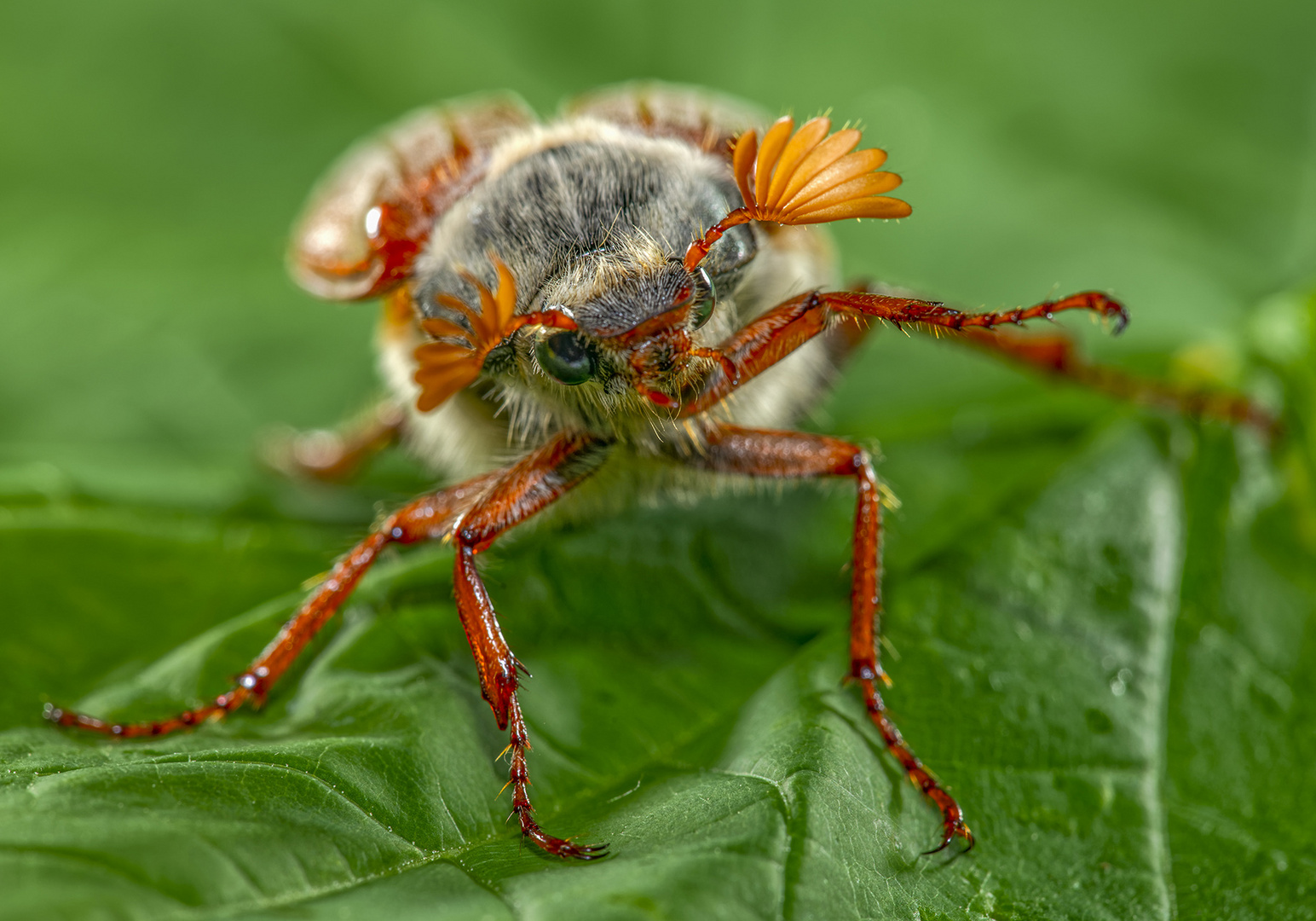 1614T Maikäfer Foto & Bild | tiere, wildlife, insekten Bilder auf ...