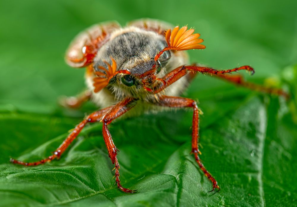 1614T Maikäfer Foto & Bild | tiere, wildlife, insekten Bilder auf ...