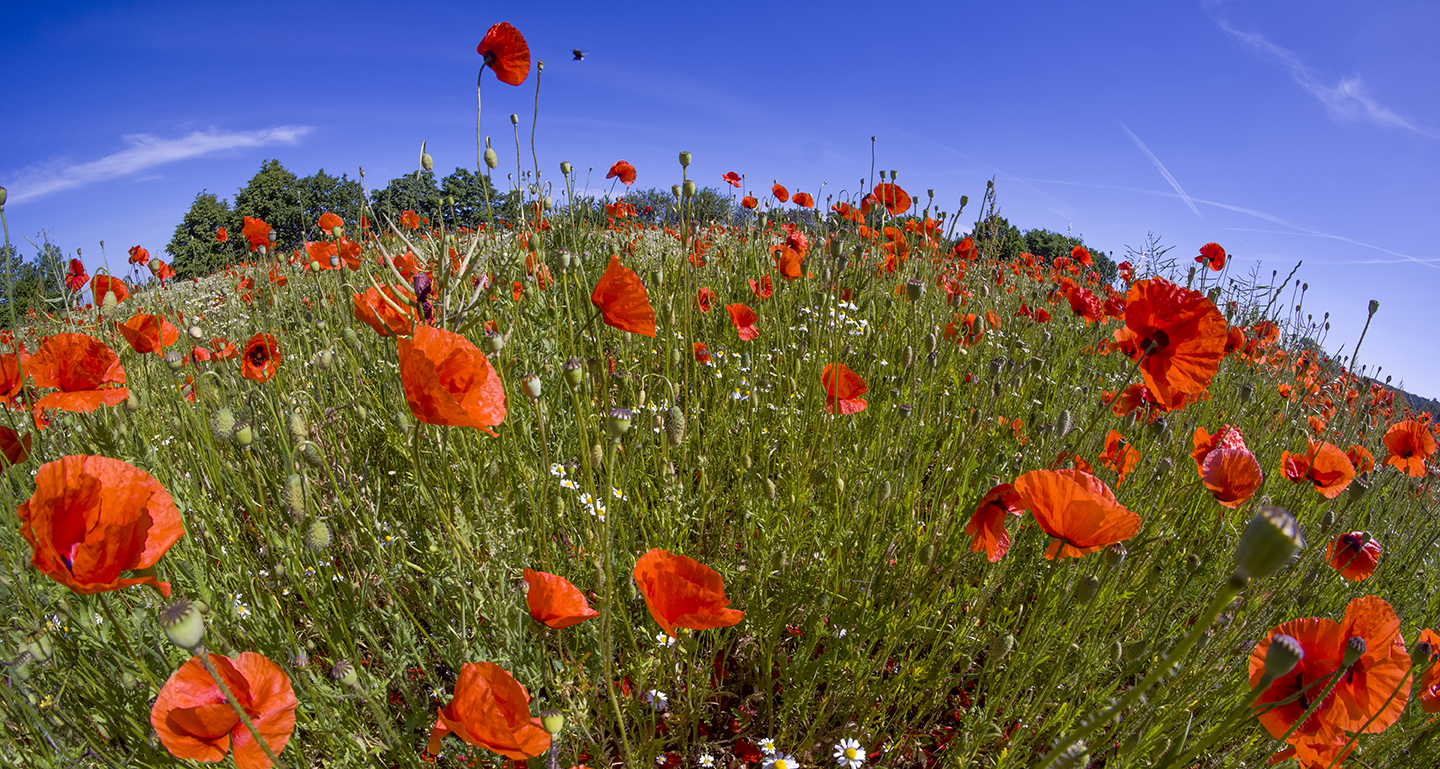 1650SB Mohnfeld Panorama Foto & Bild | rot, mohnfeld, sommer Bilder auf ...