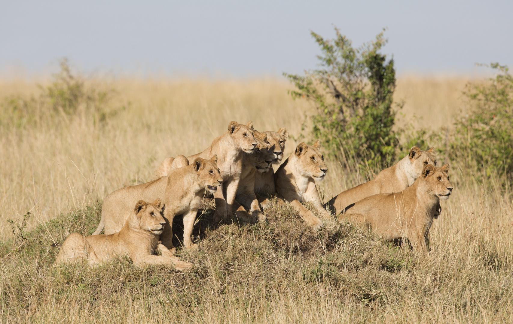 18 Augen sehen mehr als 2 Foto & Bild | world, natur, afrika Bilder auf fotocommunity