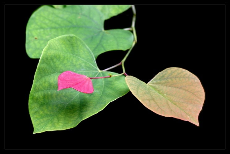 Foto & Bild | nah- & makro, techniken, aufnahme-techniken Bilder auf fotocommunity
