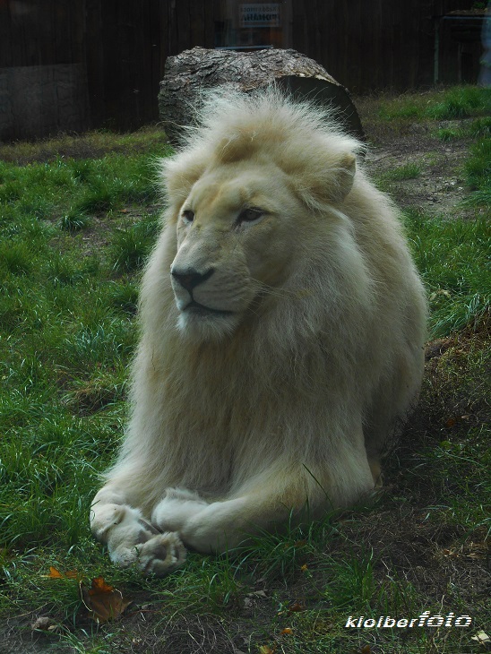 (192) weisser löwe Foto & Bild | tiere, zoo, wildpark & falknerei ...