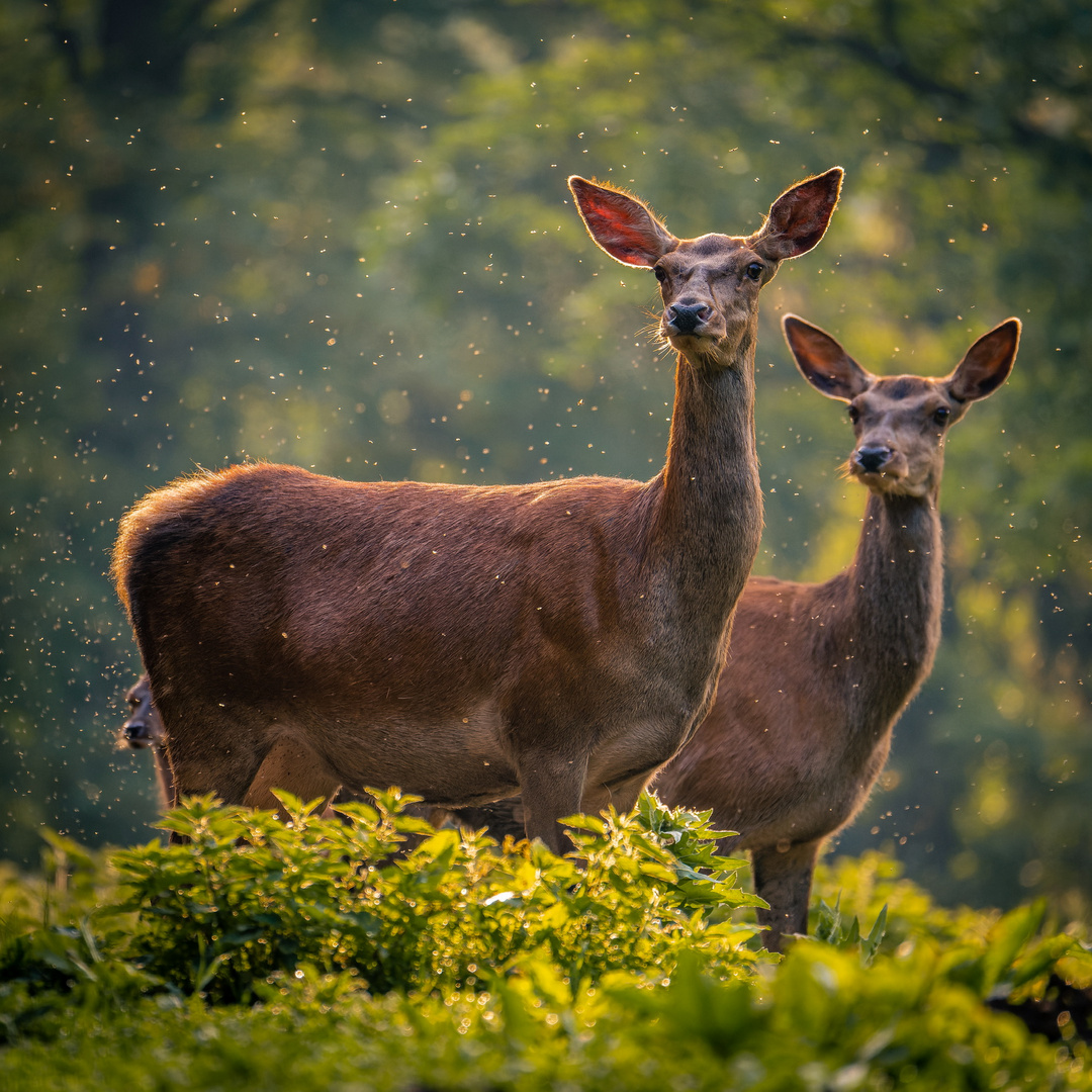 19550579-7FBE-473B-BCDB-6DC26E309B25 Foto & Bild | monatswettbewerbe ...