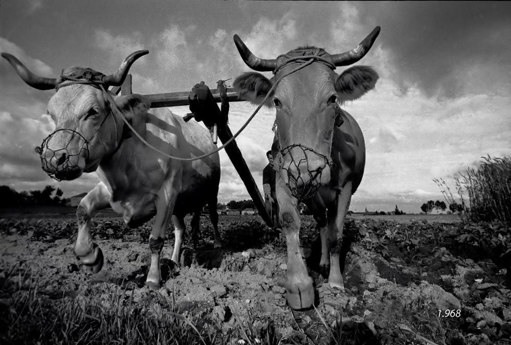 1.968 - YUNTA Imagen & Foto | europe, spain, galizien & asturien Fotos ...