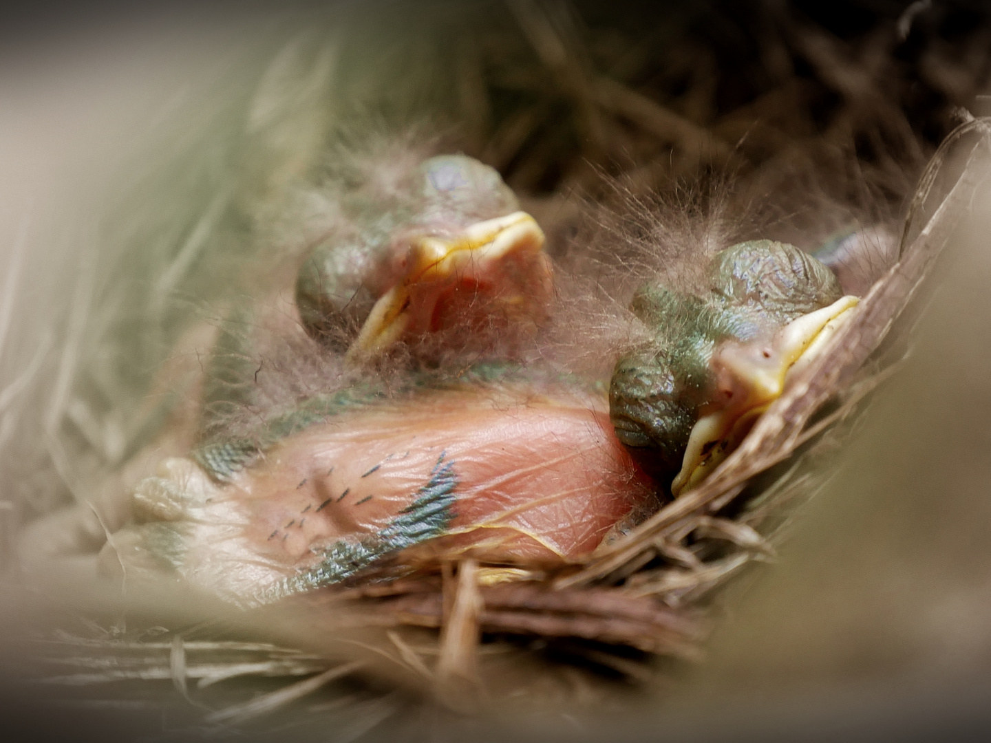 2 Amseln Foto & Bild | tiere, wildlife, wild lebende vögel Bilder auf ...