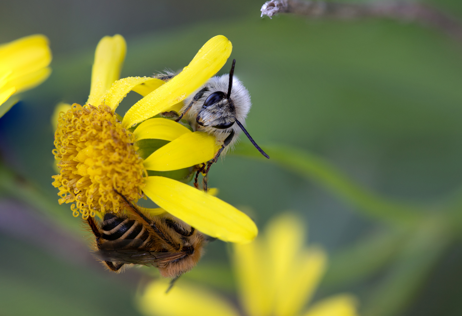 2 bienen Foto & Bild | makro, natur, insekten Bilder auf fotocommunity