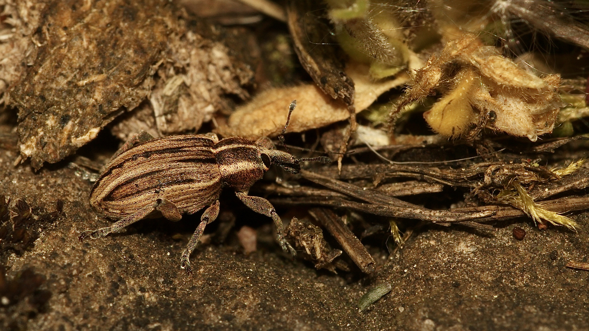 (2) Der Nelken-Kokonrüßler (Hypera arator) Foto & Bild | natur, bayern ...