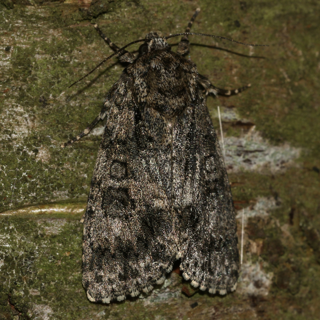(2) Die Ampfer-Rindeneule (Acronicta rumicis) Foto & Bild | natur ...