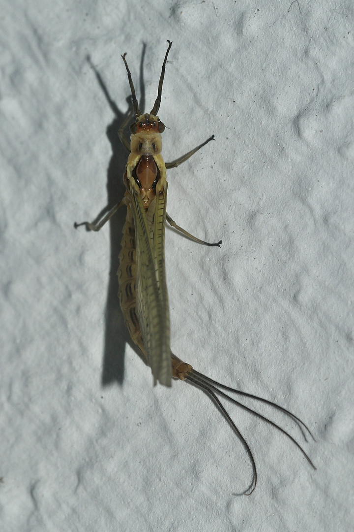 (2) Die Subimago der Eintagsfliege Ephemera (cf.) danica aus der ...