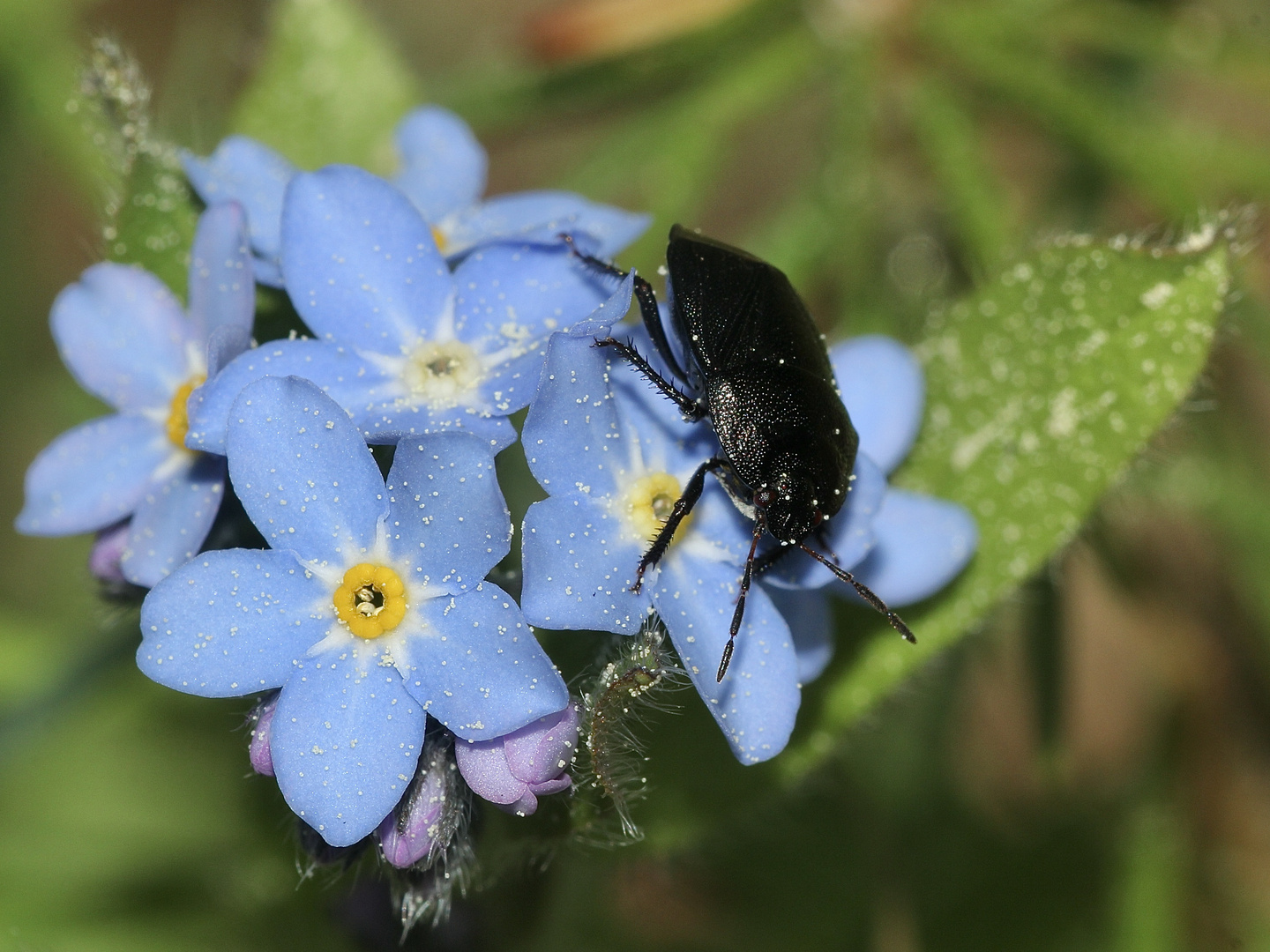 (2) Die Wanze SEHIRUS LUCTUOSUS, ... Foto & Bild | wald, natur, bayern ...